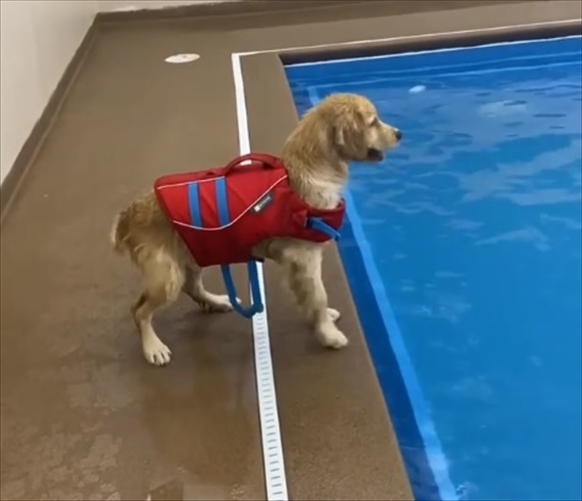 プールに入るのを躊躇しまくるゴールデンレトリバー。しかし、やがて「勇気」を振り絞って…！！ | BUZZmag