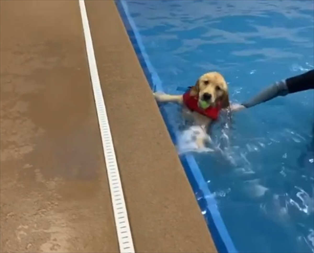 プールに入るのを躊躇しまくるゴールデンレトリバー。しかし、やがて「勇気」を振り絞って…！！ | BUZZmag