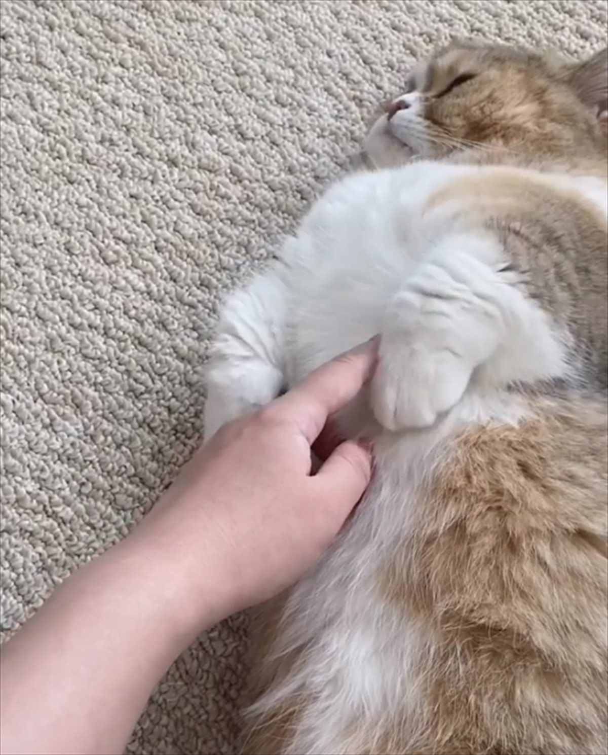 眠りを妨げる人差し指と『バトル』を繰り広げるマンチカン。そして…胸キュン必至の攻撃が炸裂！ | BUZZmag