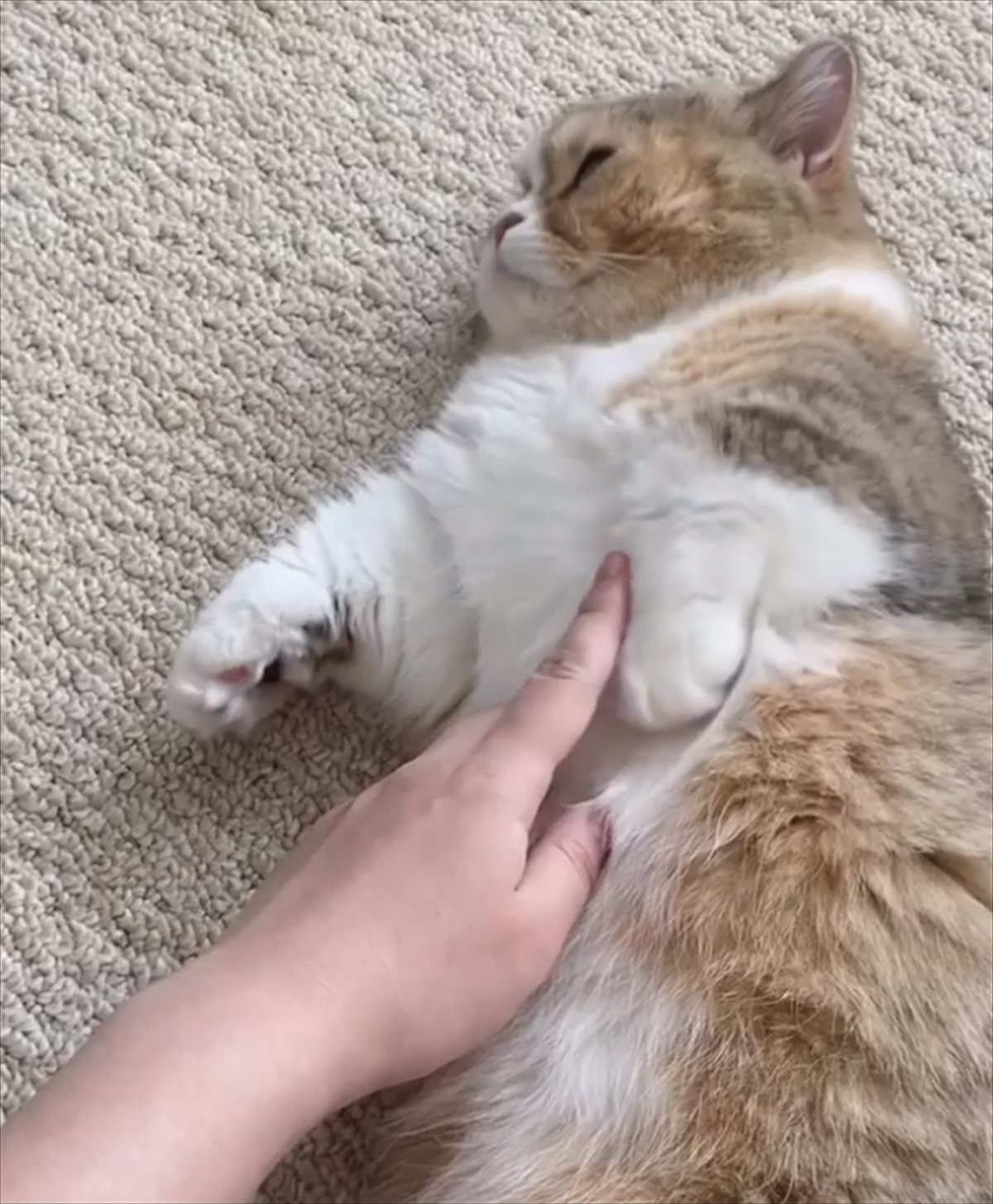 眠りを妨げる人差し指と『バトル』を繰り広げるマンチカン。そして…胸キュン必至の攻撃が炸裂！ | BUZZmag